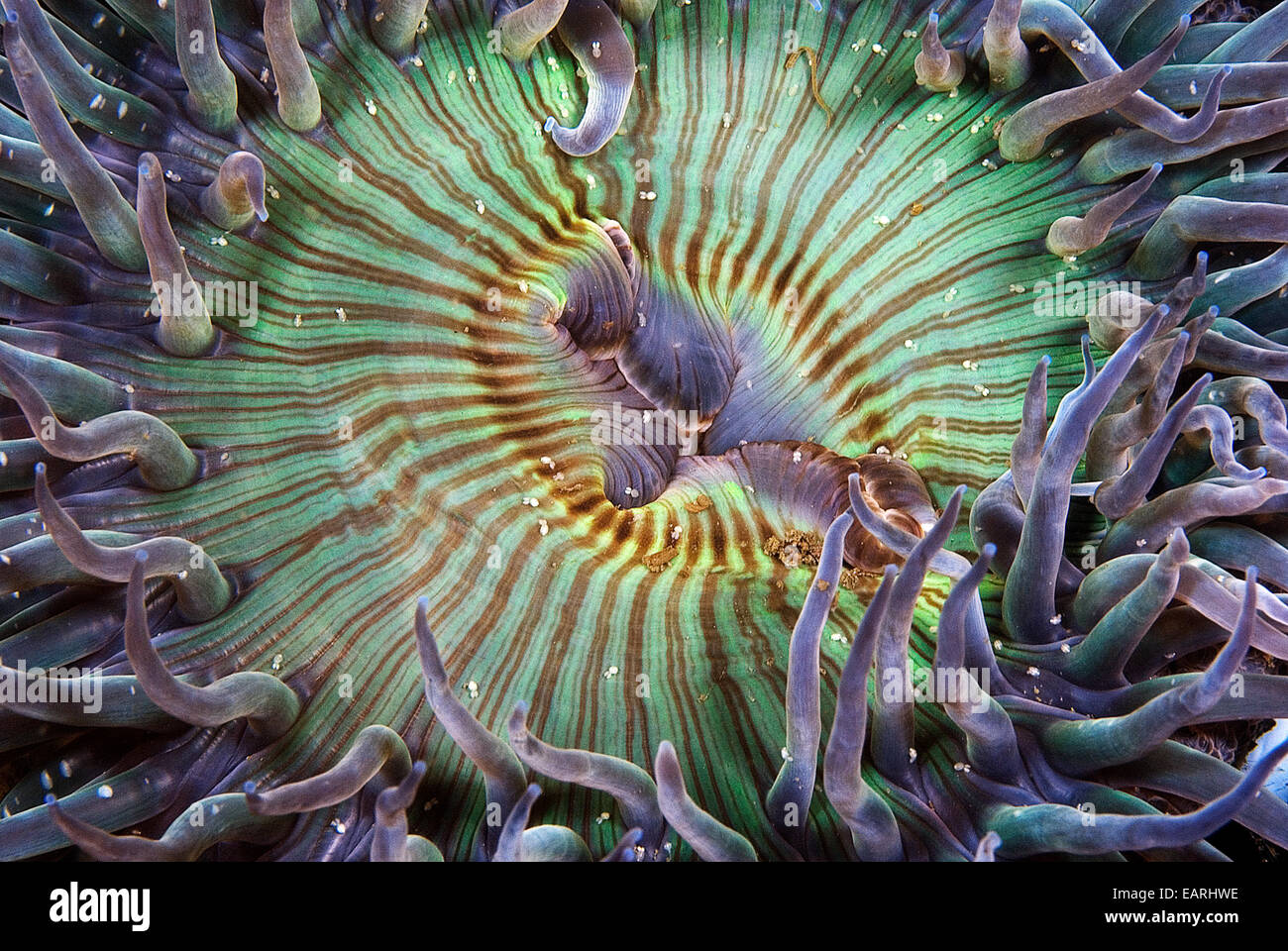 Close up sea anemone mouth hi-res stock photography and images - Alamy