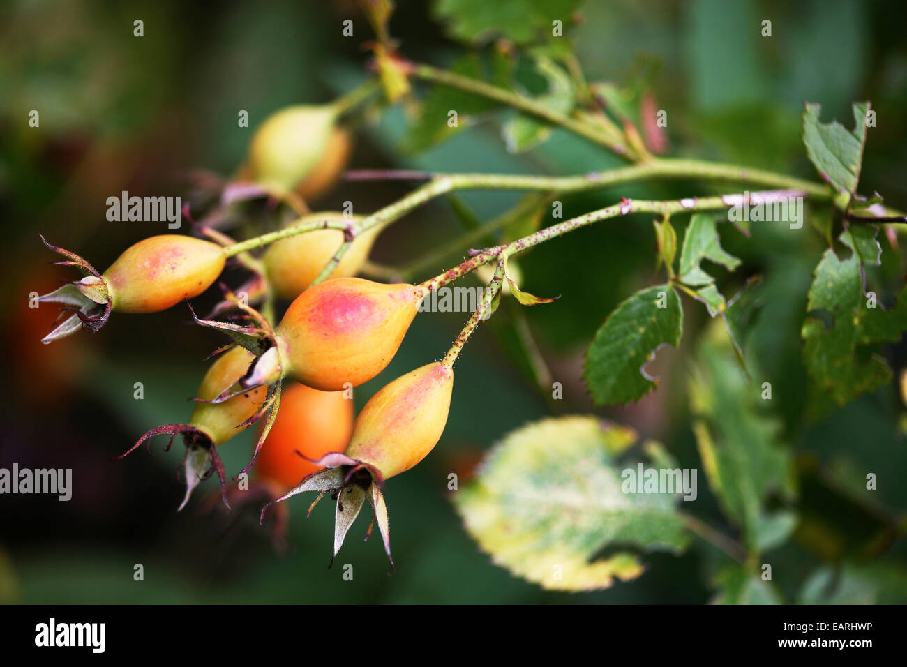 beautiful rosehip fruits and leaves Stock Photo - Alamy