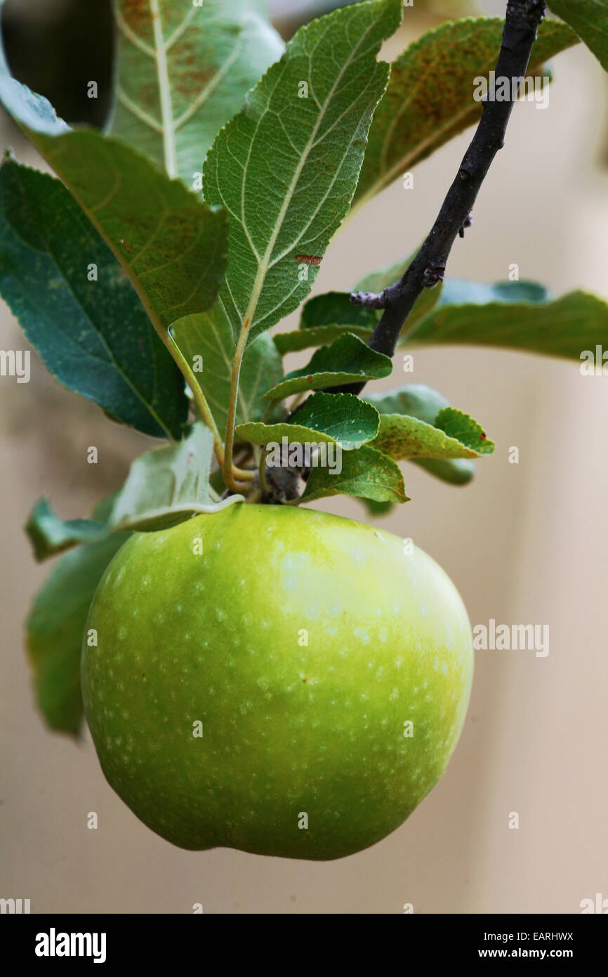 green apple and leaves on a tree Stock Photo - Alamy