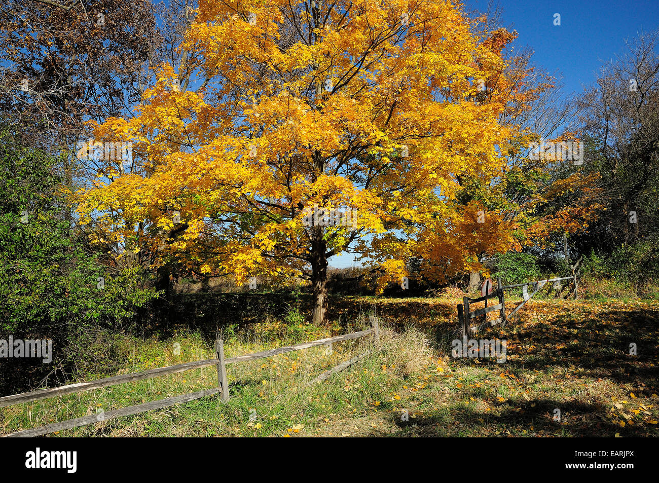 Maple tree in full autumn bloom Stock Photo - Alamy