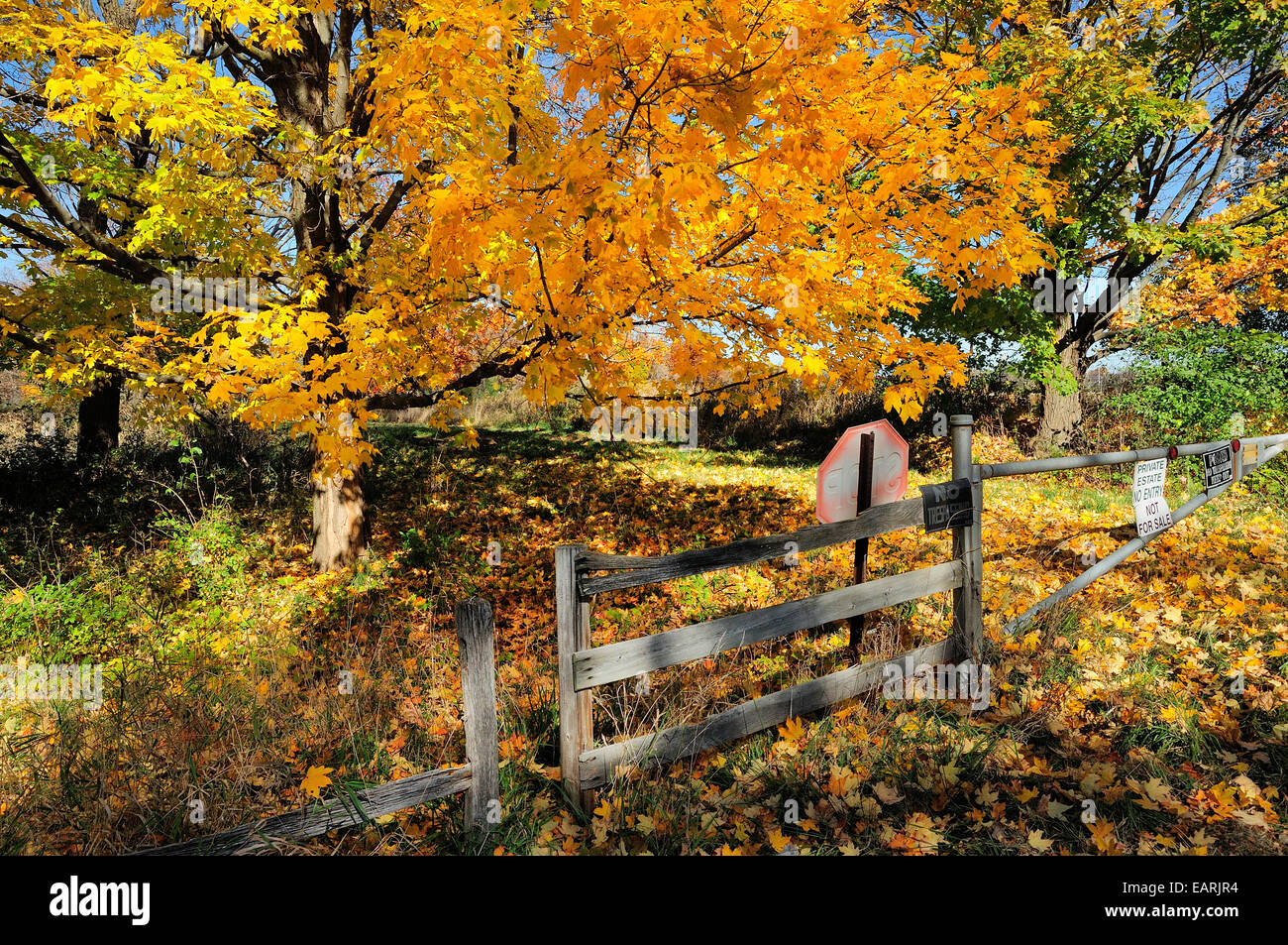 Maple tree in full autumn bloom Stock Photo - Alamy