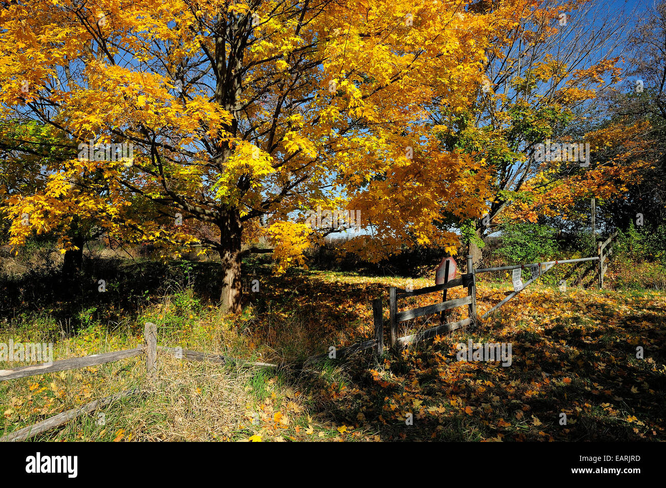 Sugar Maple Fall Colours High Resolution Stock Photography and Images ...