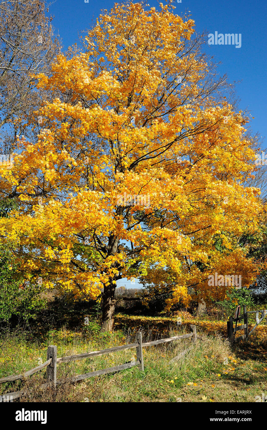 Maple tree in full autumn bloom Stock Photo - Alamy