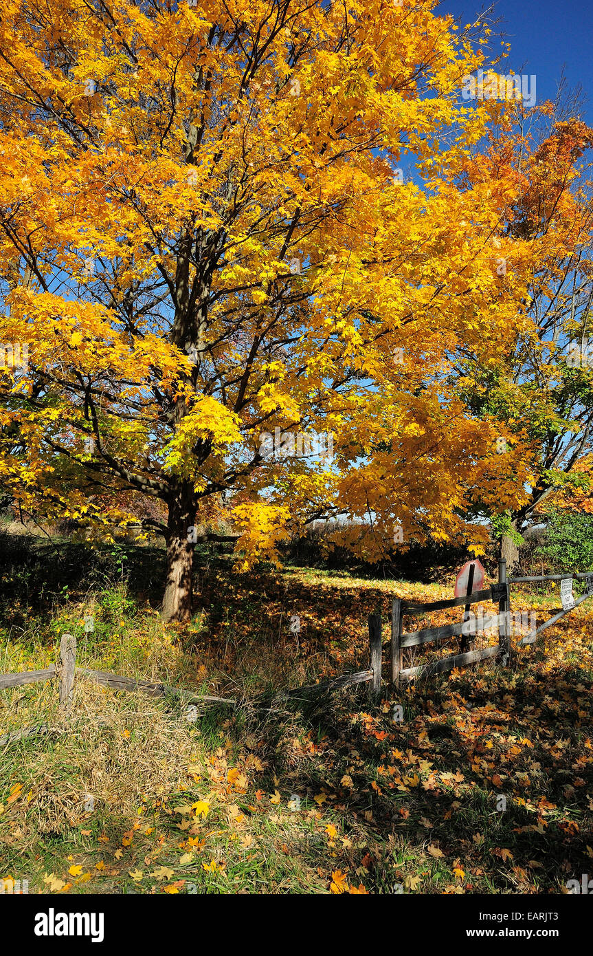 Sugar Maple Fall Colours High Resolution Stock Photography and Images ...