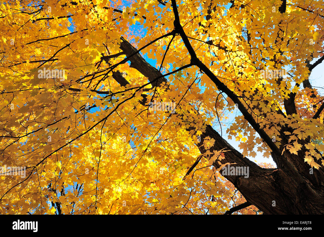 Maple tree in full autumn bloom Stock Photo - Alamy