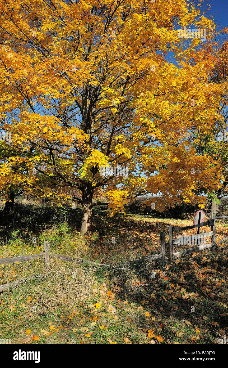 Maple tree in full autumn bloom Stock Photo - Alamy