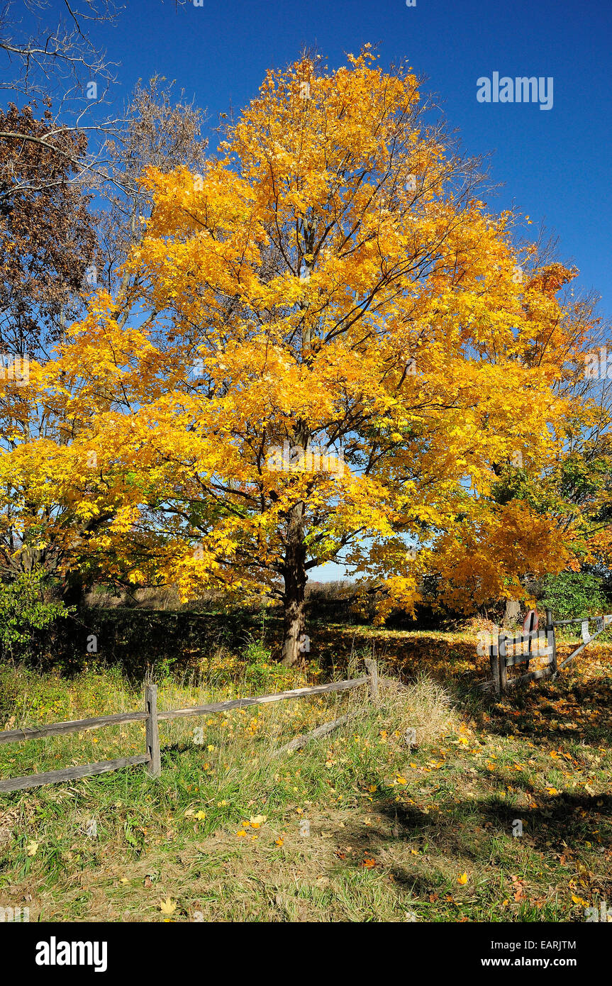 Maple tree in full autumn bloom Stock Photo - Alamy