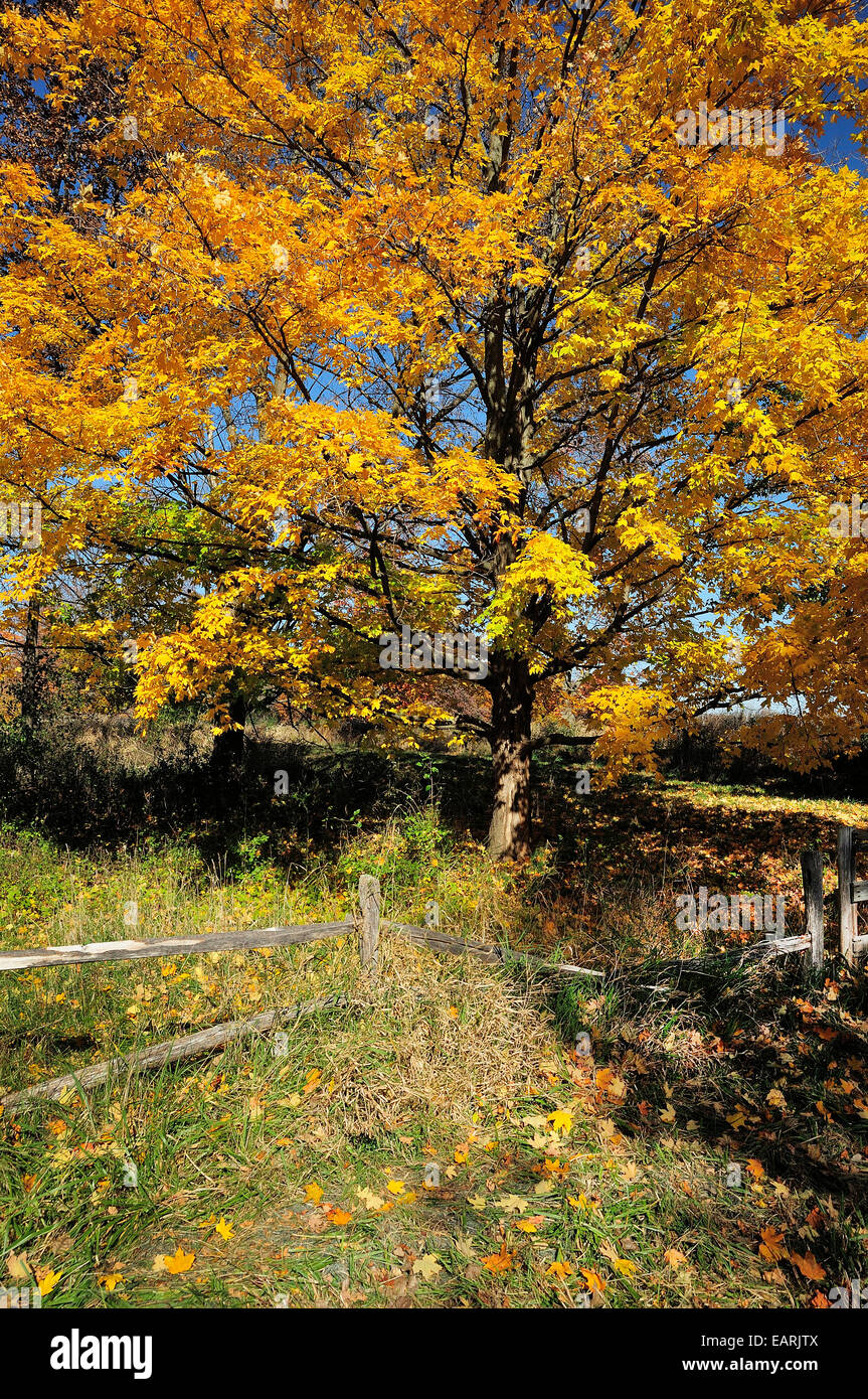 Maple tree in full autumn bloom Stock Photo - Alamy