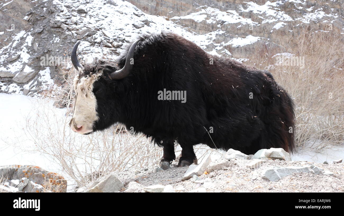 Yak in the Hemis National Park in Ladakh, India Stock Photo - Alamy