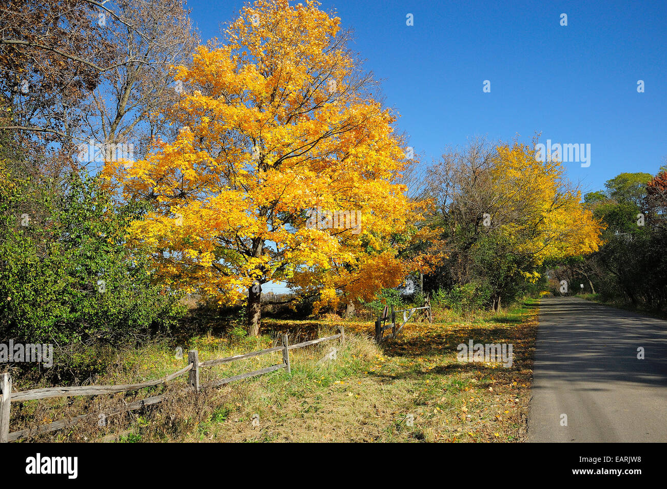 Rural Maple tree in full autumn bloom Stock Photo - Alamy