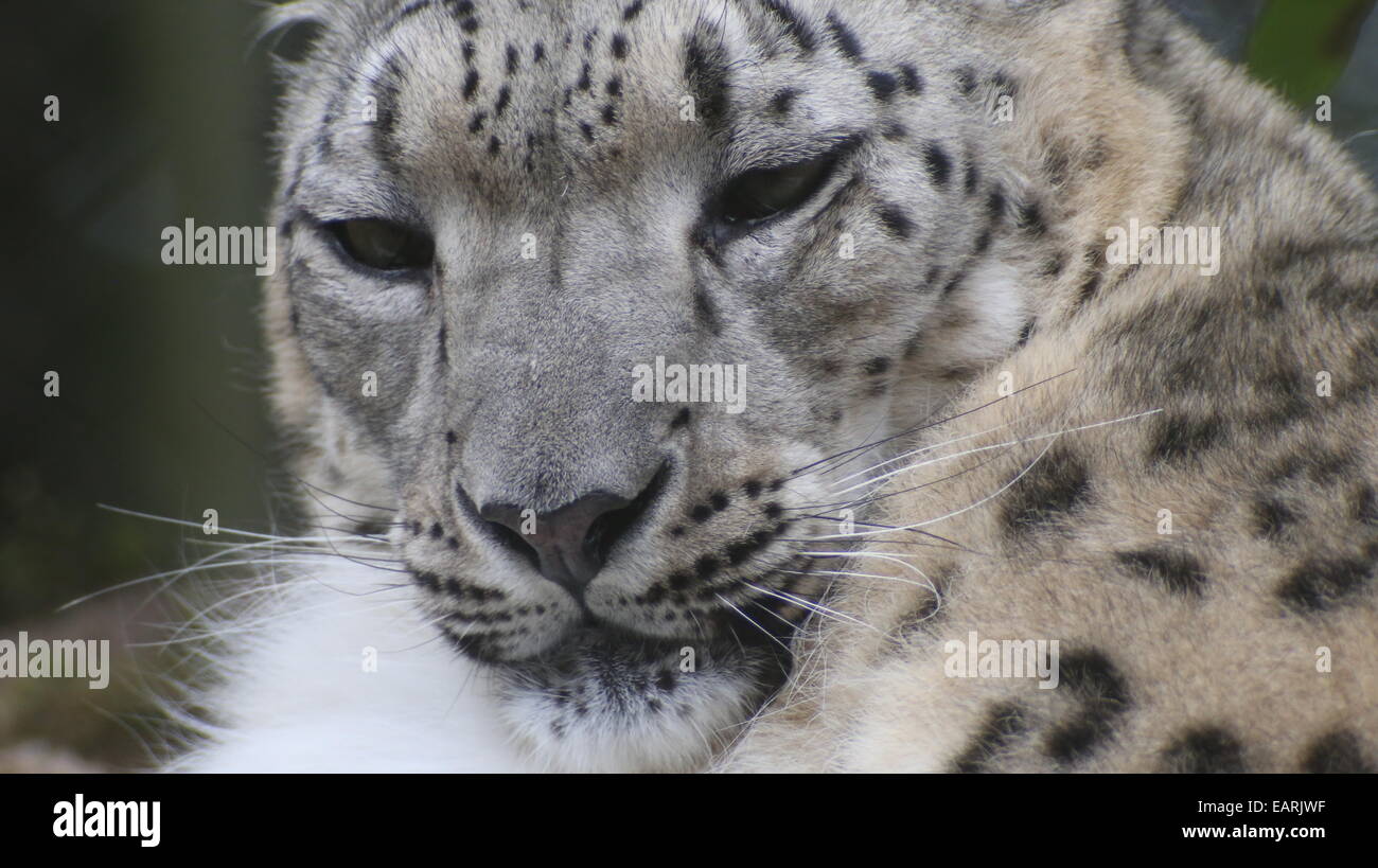 Snow Leopard in the lower Himalayas Stock Photo - Alamy