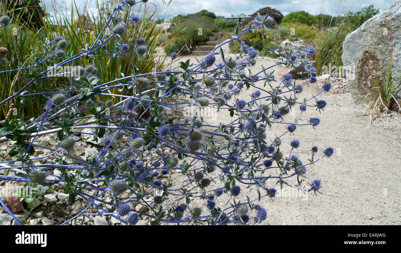 Eryngium blue thistle with blue stems growing in the rockery at the ...