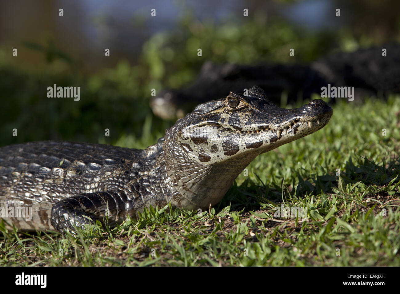 Cayman yacare. is an alligator endemic to tropical and subtropical ...
