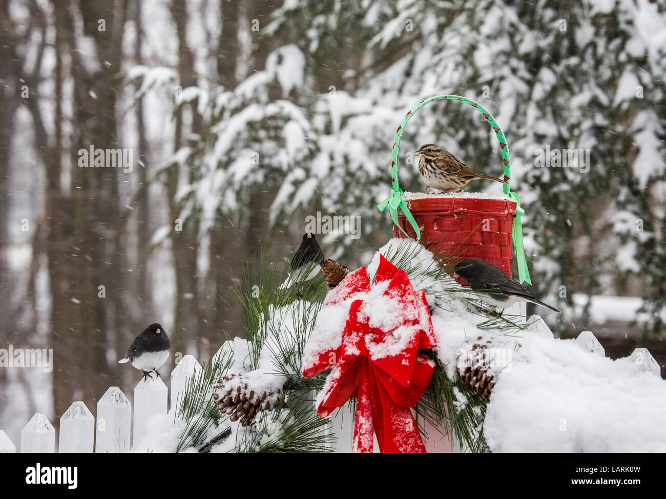 Birds and feeders usa hi-res stock photography and images - Alamy