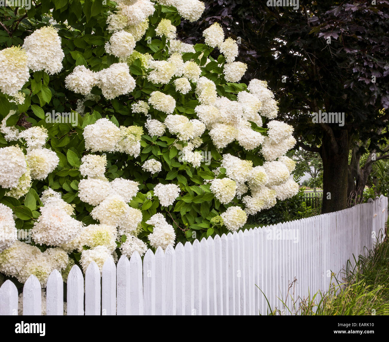 White Limelight Hydrangea flower garden border and white picket fence ...