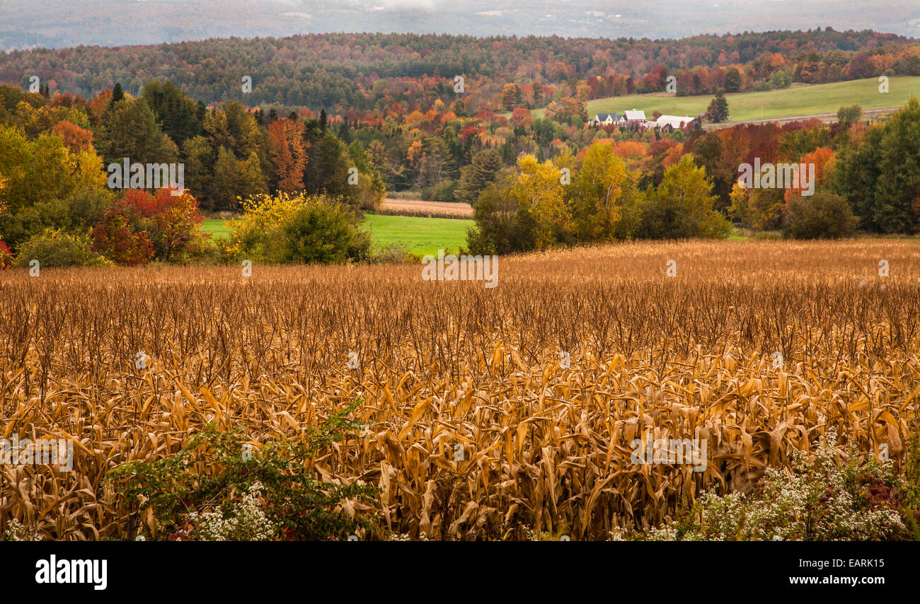 Colorful autumn trees landscape scenic with colourful autumn leaves and ...