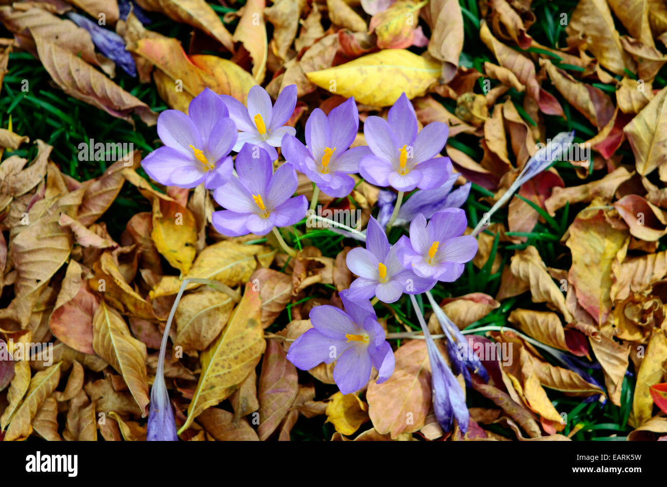 Fall Crocus Blooms: Fall Crocus blooms break through leaves from a ...