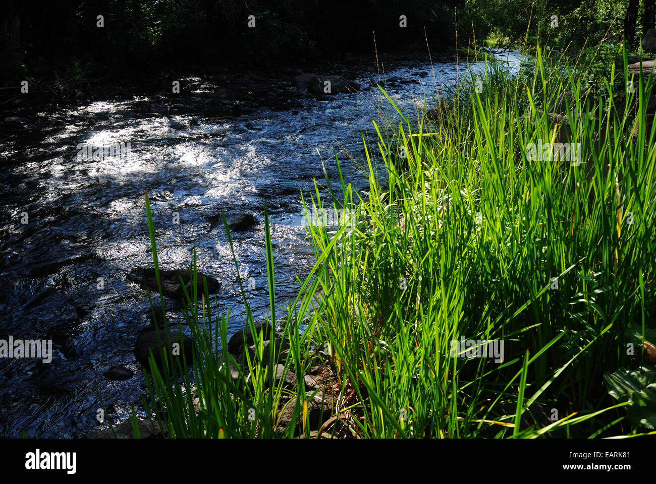 Grass on shore hi-res stock photography and images - Alamy