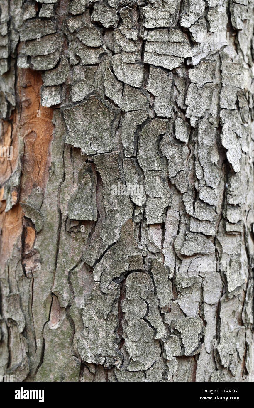 oak bark of a large tree photographed close up Stock Photo - Alamy