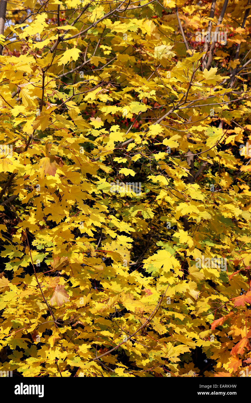 Beautiful yellow and red leaves on an autumn bush Stock Photo - Alamy