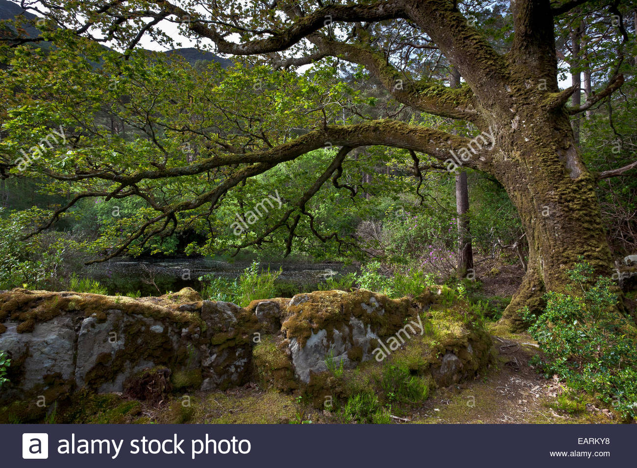 A regal old Oak tree on the Muckross estate grounds Stock Photo - Alamy