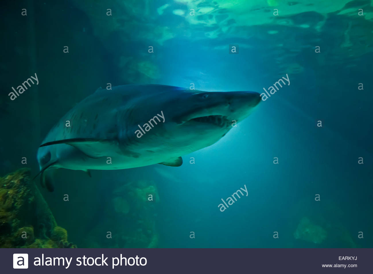 A shark in an aquarium in Dingle, Republic of Ireland Stock Photo - Alamy