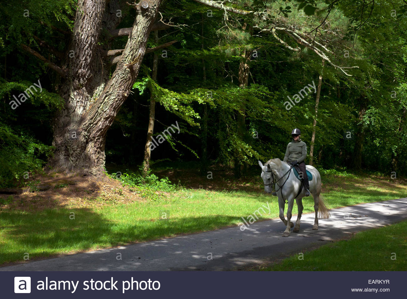 An Irish Draught mare, being ridden on the grounds of Ashford Castle ...