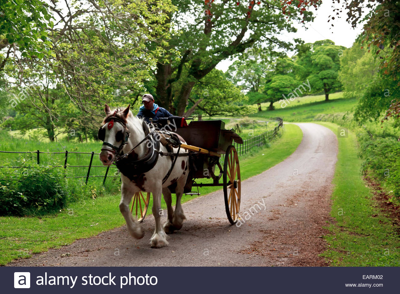 A carriage driver winds his way through the Muckross Estate Stock Photo ...