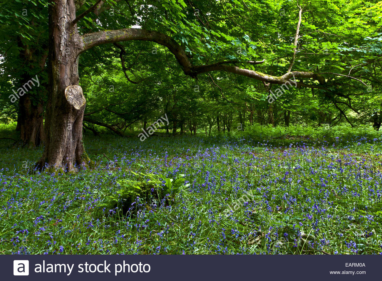 A beautiful meadow at the side of a walking path at Muckross House ...