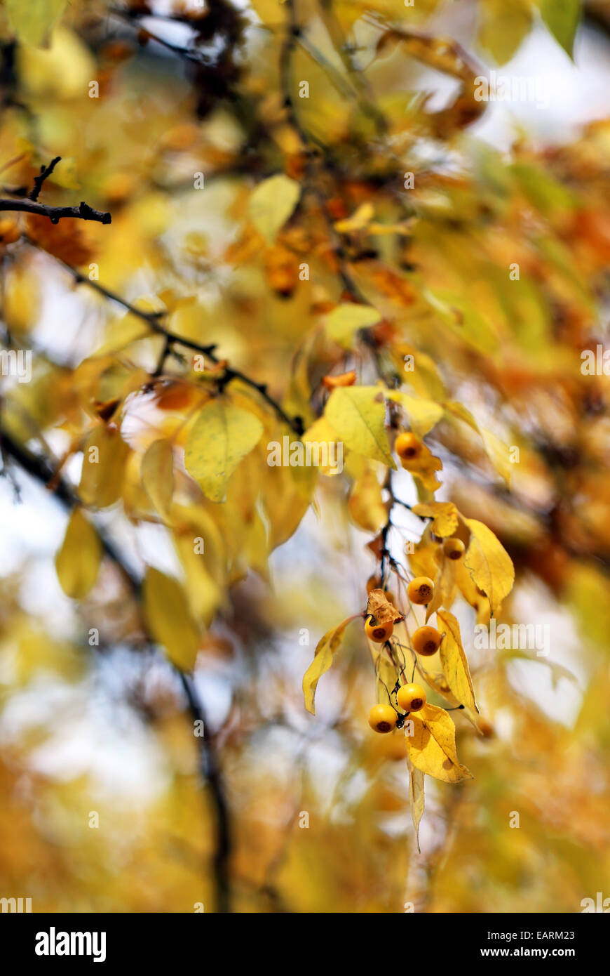 Beautiful yellow and red leaves on an autumn bush Stock Photo - Alamy