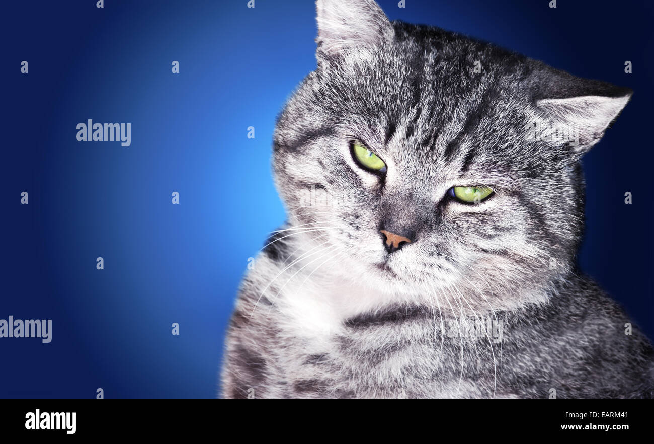 Gray cat on a blue background Stock Photo - Alamy