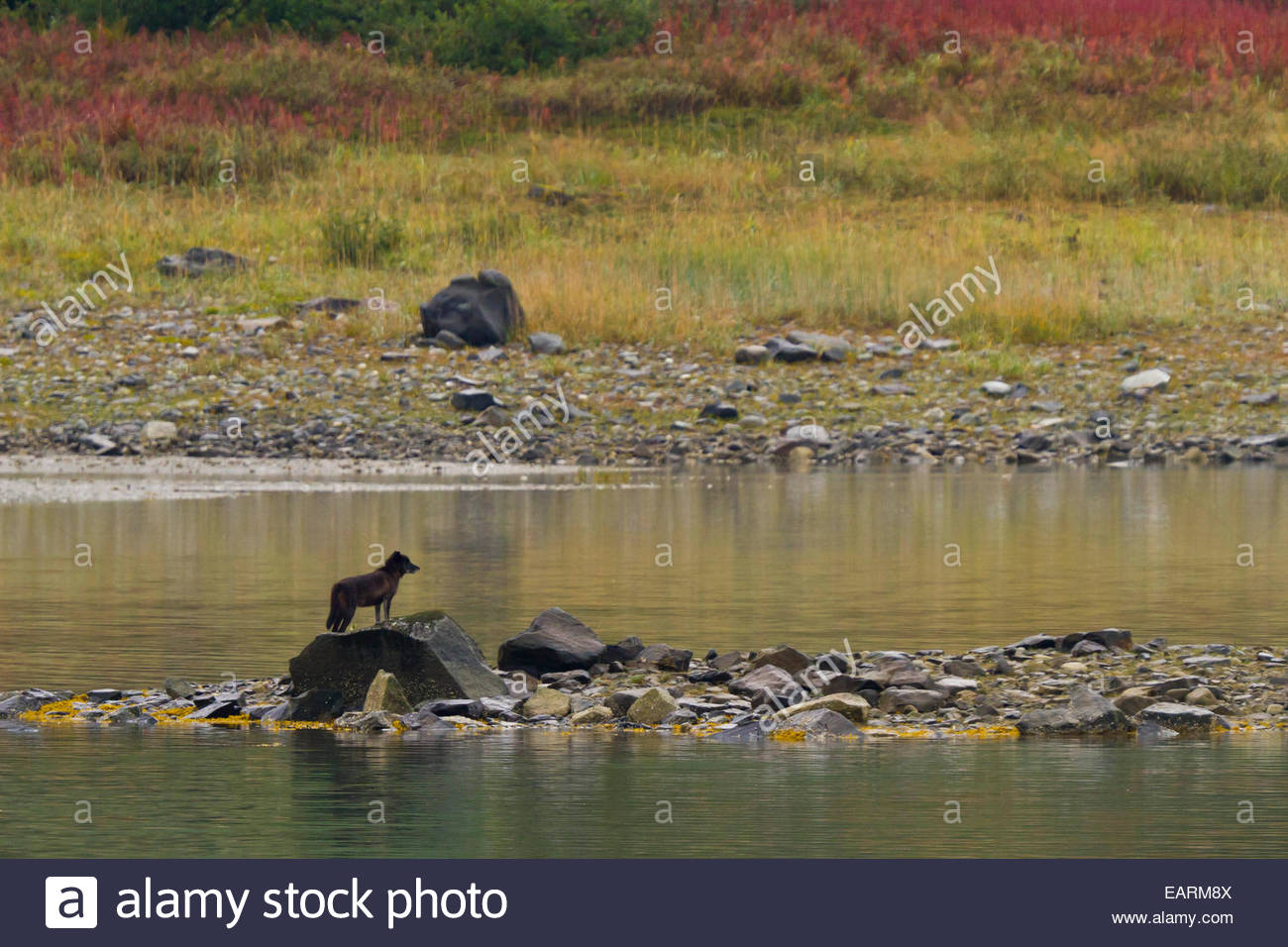 An Alaskan black wolf stands on a rock in a river Stock Photo - Alamy