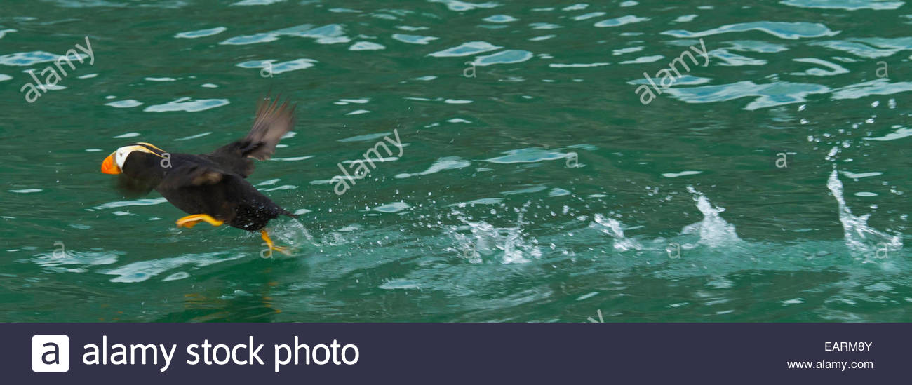 A tufted puffin runs on water during take off Stock Photo - Alamy