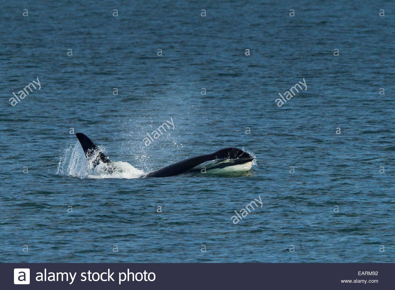 A male orca breaches the surface of the ocean Stock Photo - Alamy