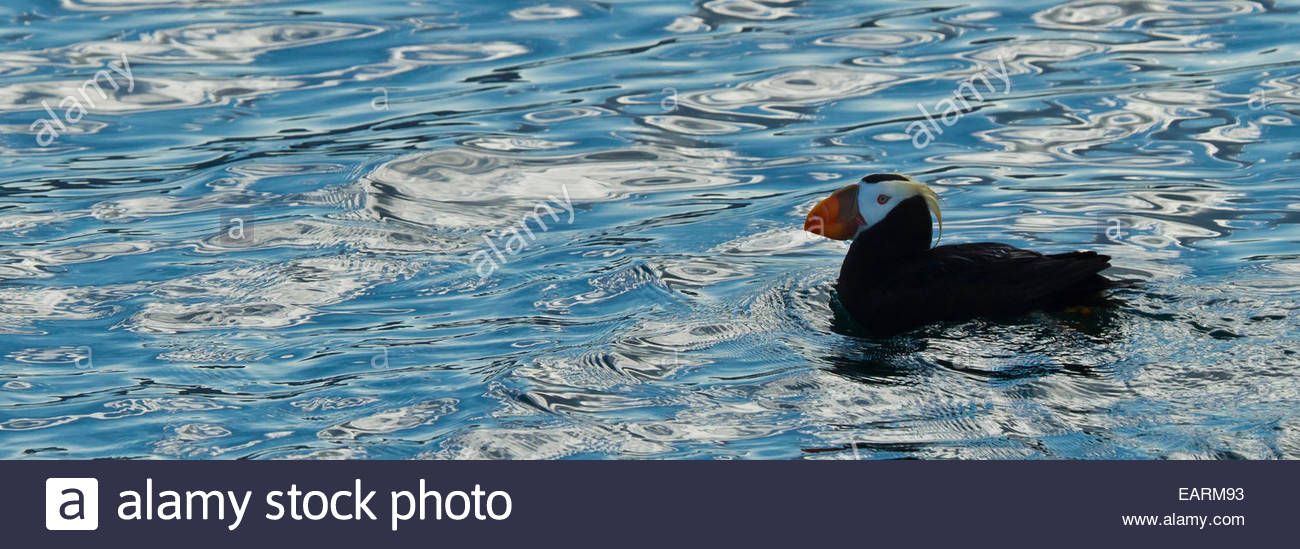 Portrait of a tufted puffin floating on water Stock Photo - Alamy