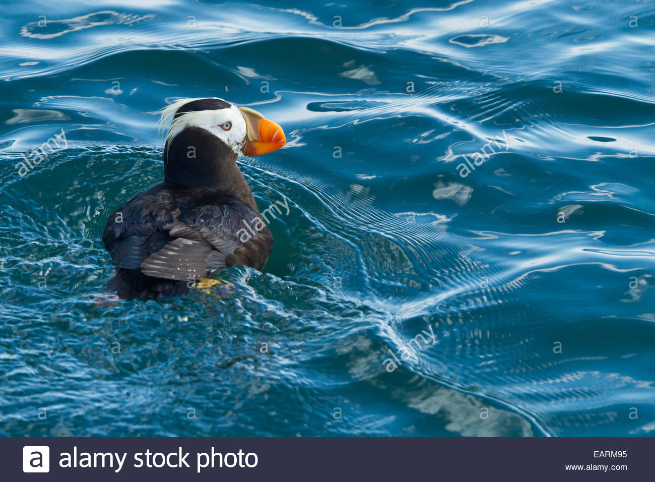 Portrait of a tufted puffin floating on water Stock Photo - Alamy