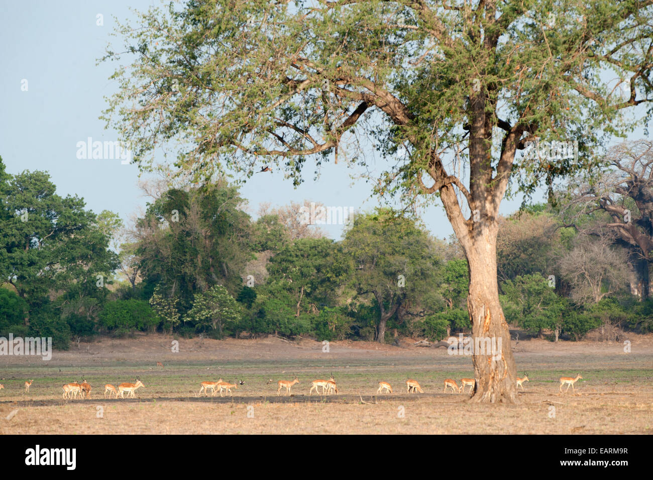Harsh sounds hi-res stock photography and images - Alamy