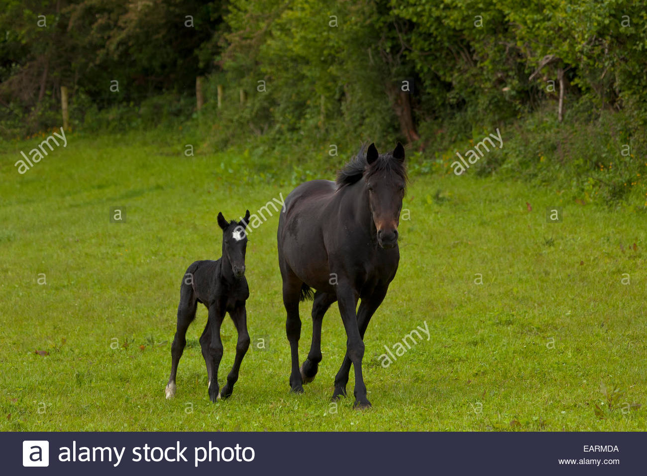 Mare and Foal enjoy spring grass near Shannonbridge, County Offaly ...