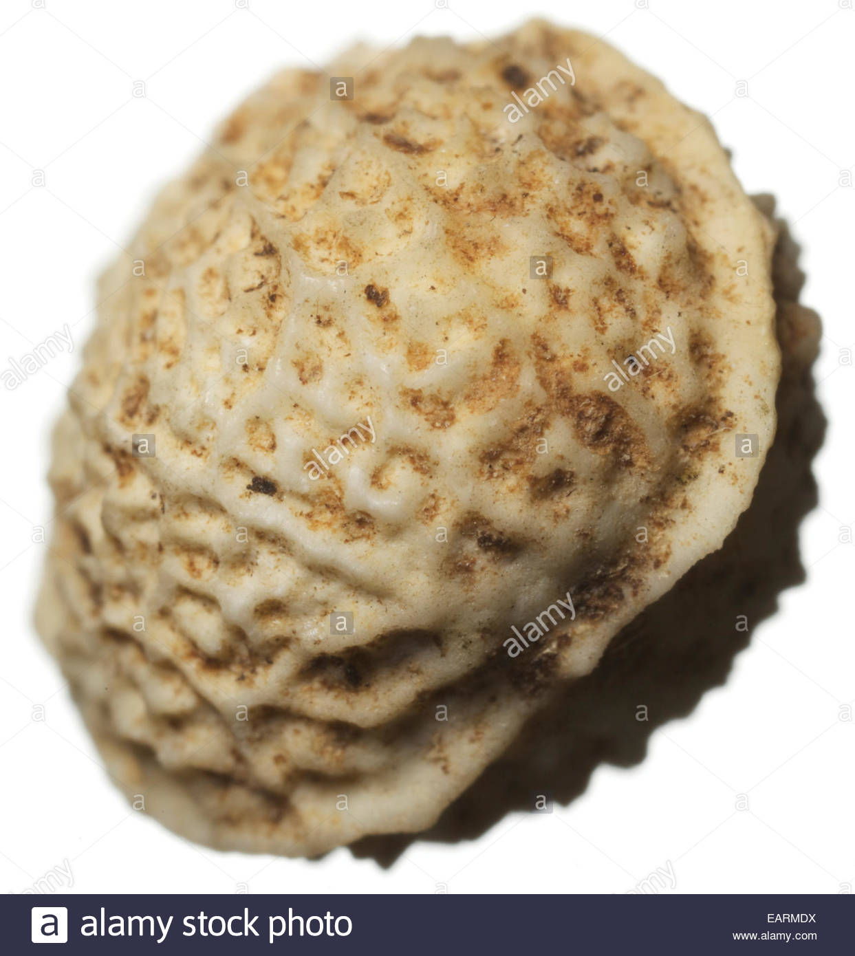 Icacinaceae Stock Photos & Icacinaceae Stock Images - Alamy