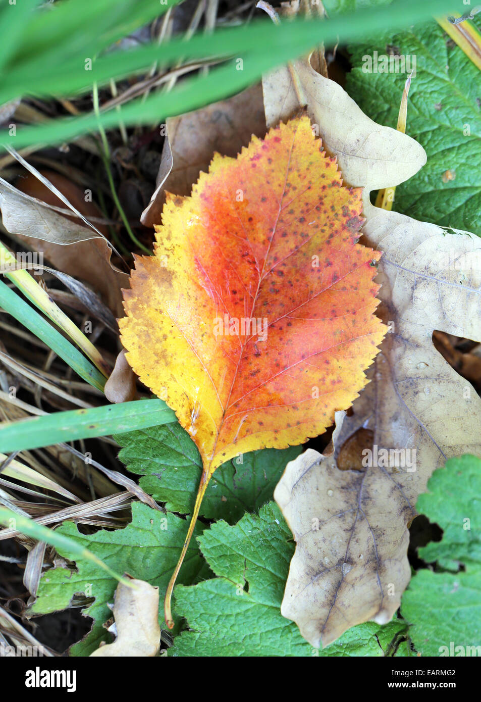 Beautiful yellow and red leaves on an autumn bush Stock Photo - Alamy