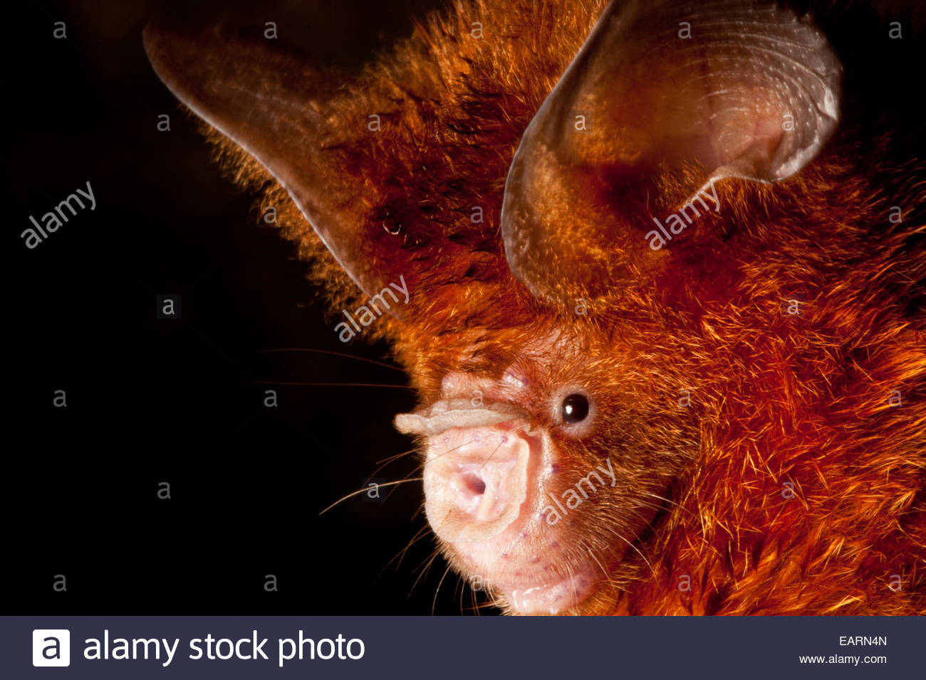 Microchiroptera Chiroptera Stock Photos & Microchiroptera Chiroptera ...
