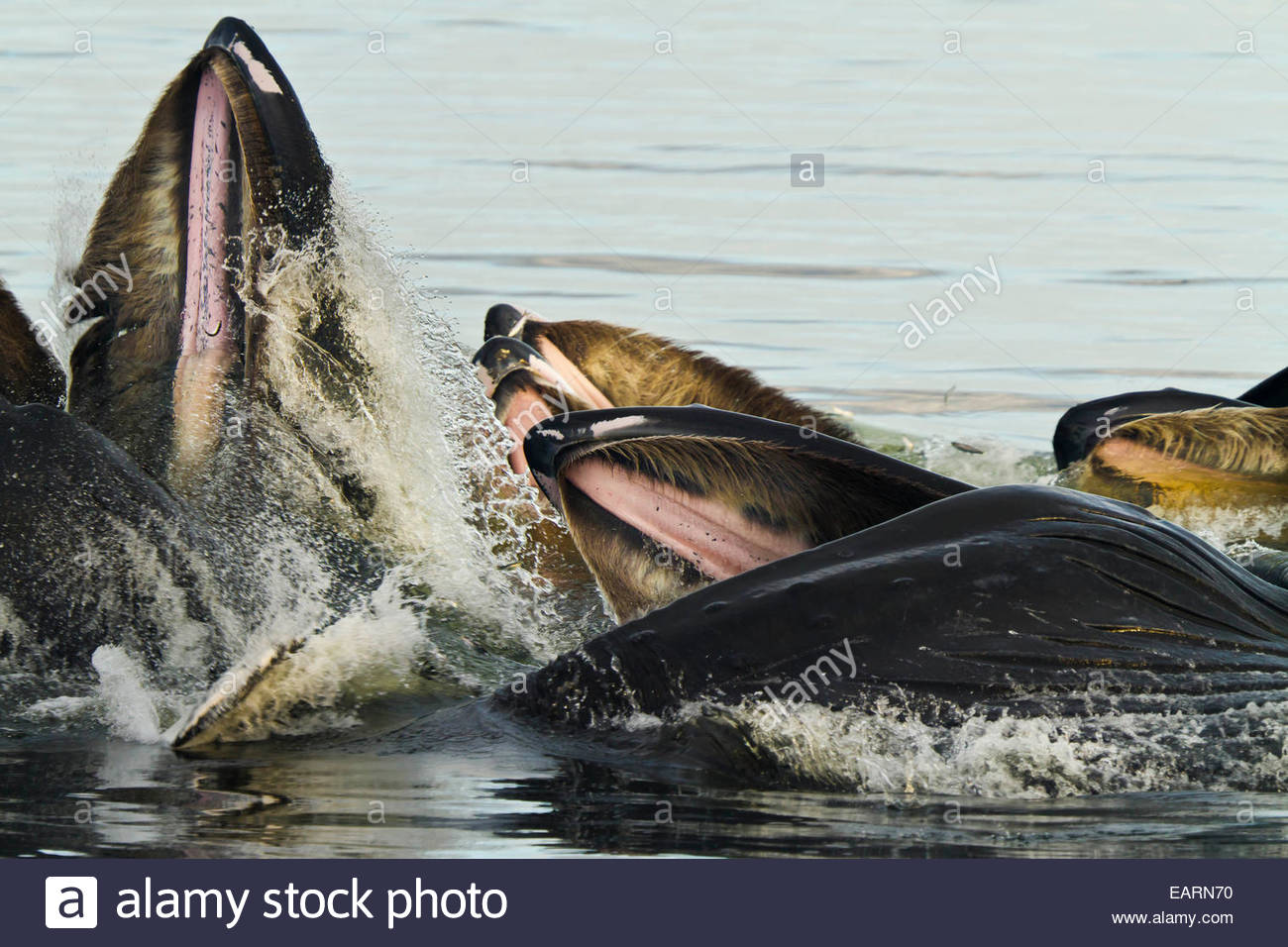 Close up of humpback whales feeding at the surface of the ocean Stock ...