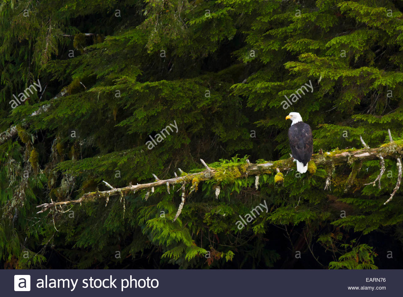 A bald eagle perched on a tree branch in the forest Stock Photo - Alamy