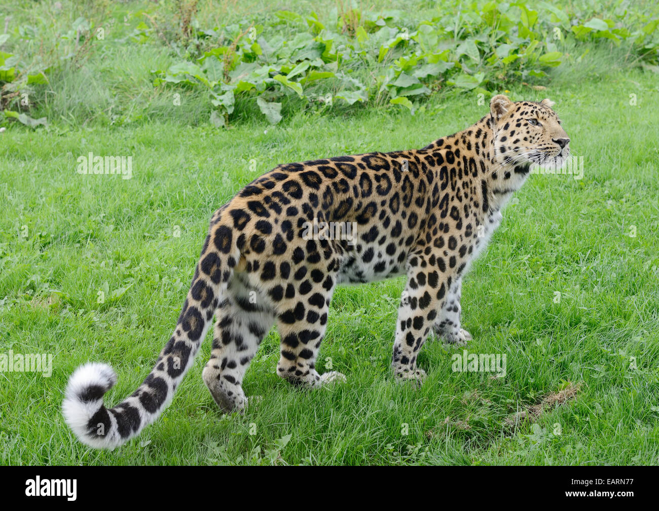Leopard full length looking alert and powerful Stock Photo - Alamy