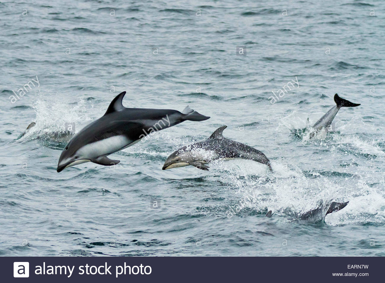 Pacific white-sided dolphins jump out of the ocean Stock Photo - Alamy