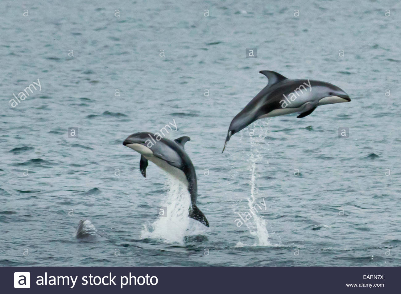Pacific white-sided dolphins jump out of the ocean Stock Photo - Alamy