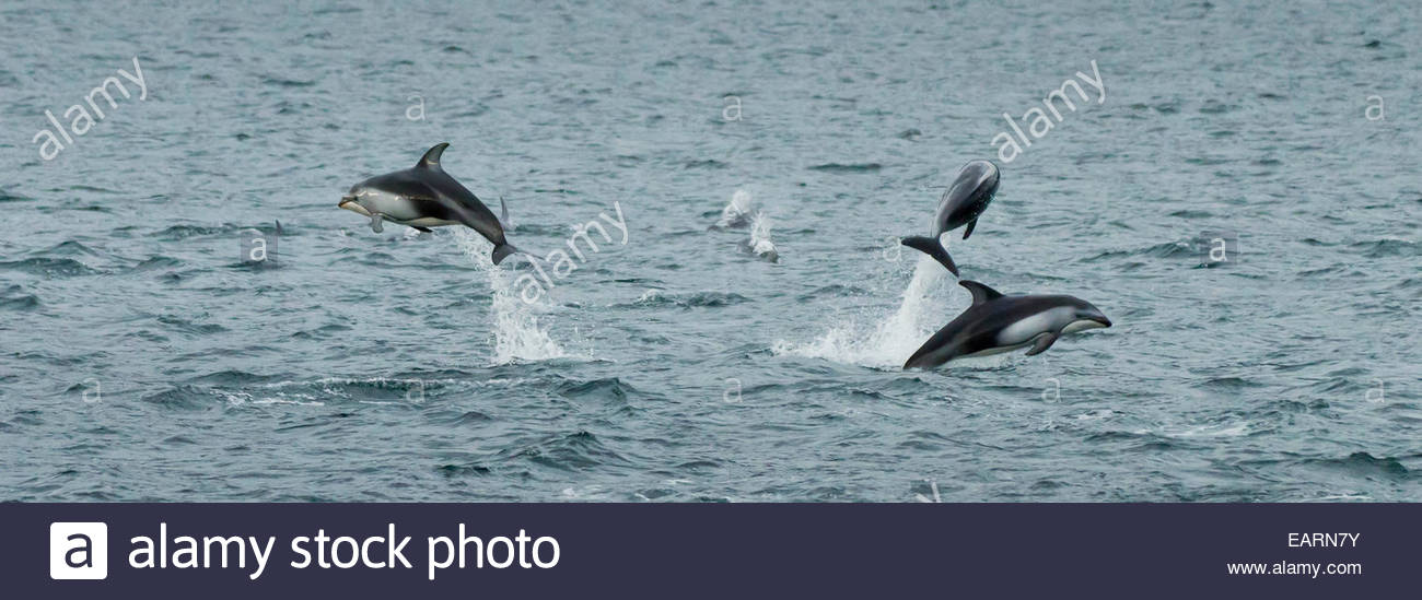 Pacific white-sided dolphins jump out of the ocean Stock Photo - Alamy