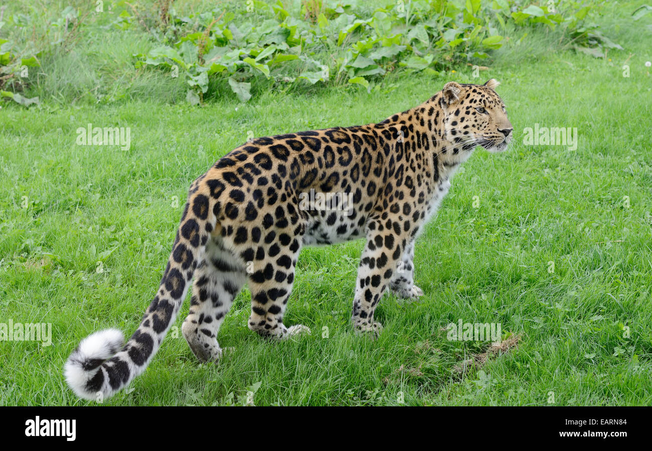 Leopard full length looking for prey with spots and fur Stock Photo - Alamy