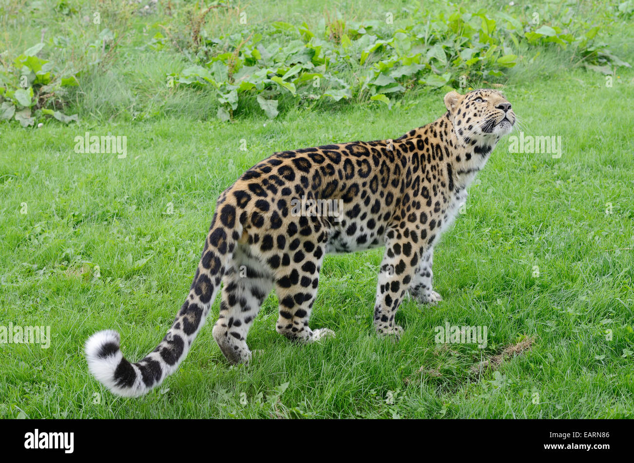 Powerful big furry cat looks alert Stock Photo - Alamy