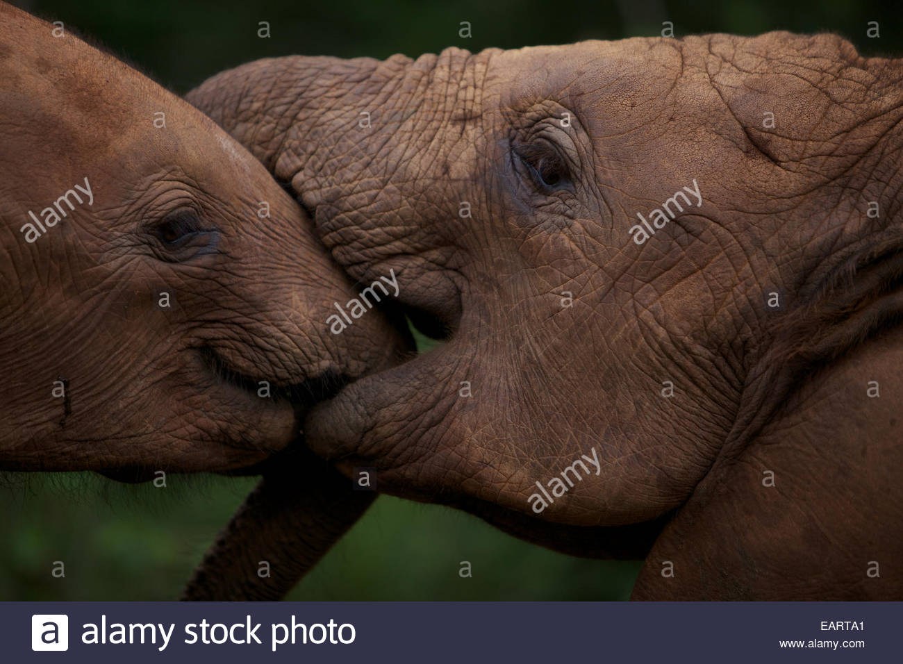 Elephants Touching Trunks Stock Photos & Elephants Touching Trunks ...